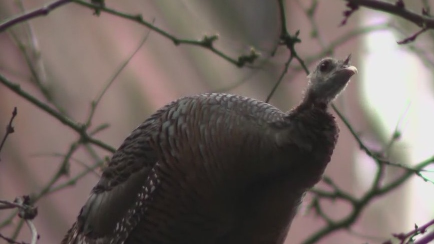 Neighbors welcome wild turkey in Manhattan