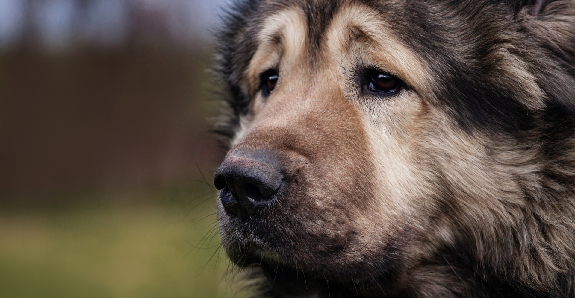 Novas raças de cachorro que você provavelmente ainda não conhece