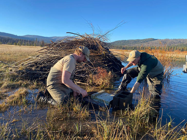 Beavers reintroduced to Sierra Nevada are thriving, benefitting local ...