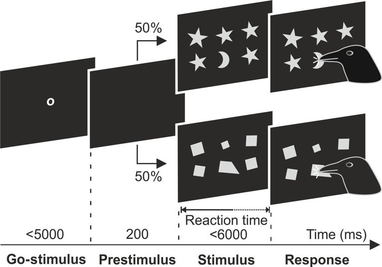 Crows May Grasp Basic Geometry: Study Finds the Brainy Birds Can Tell ...