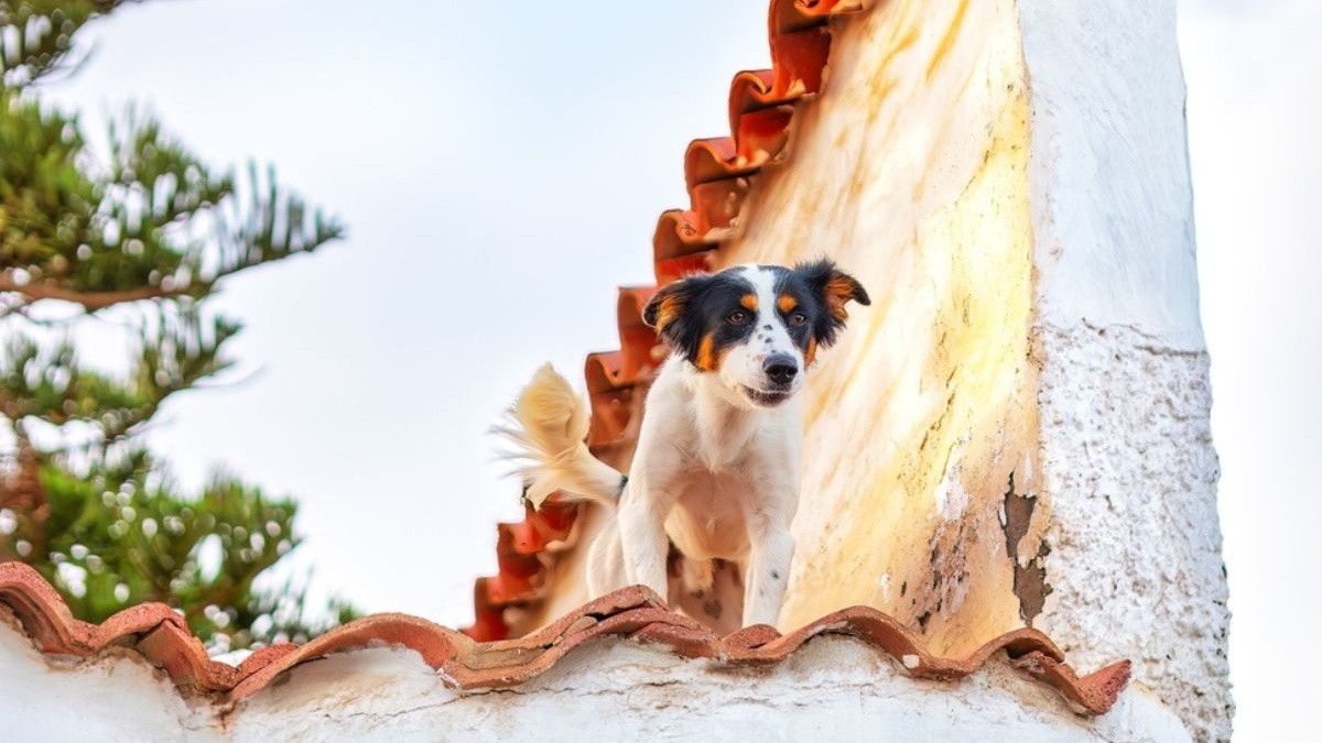 Esta es la multa si dejas a tu perro en la azotea en México