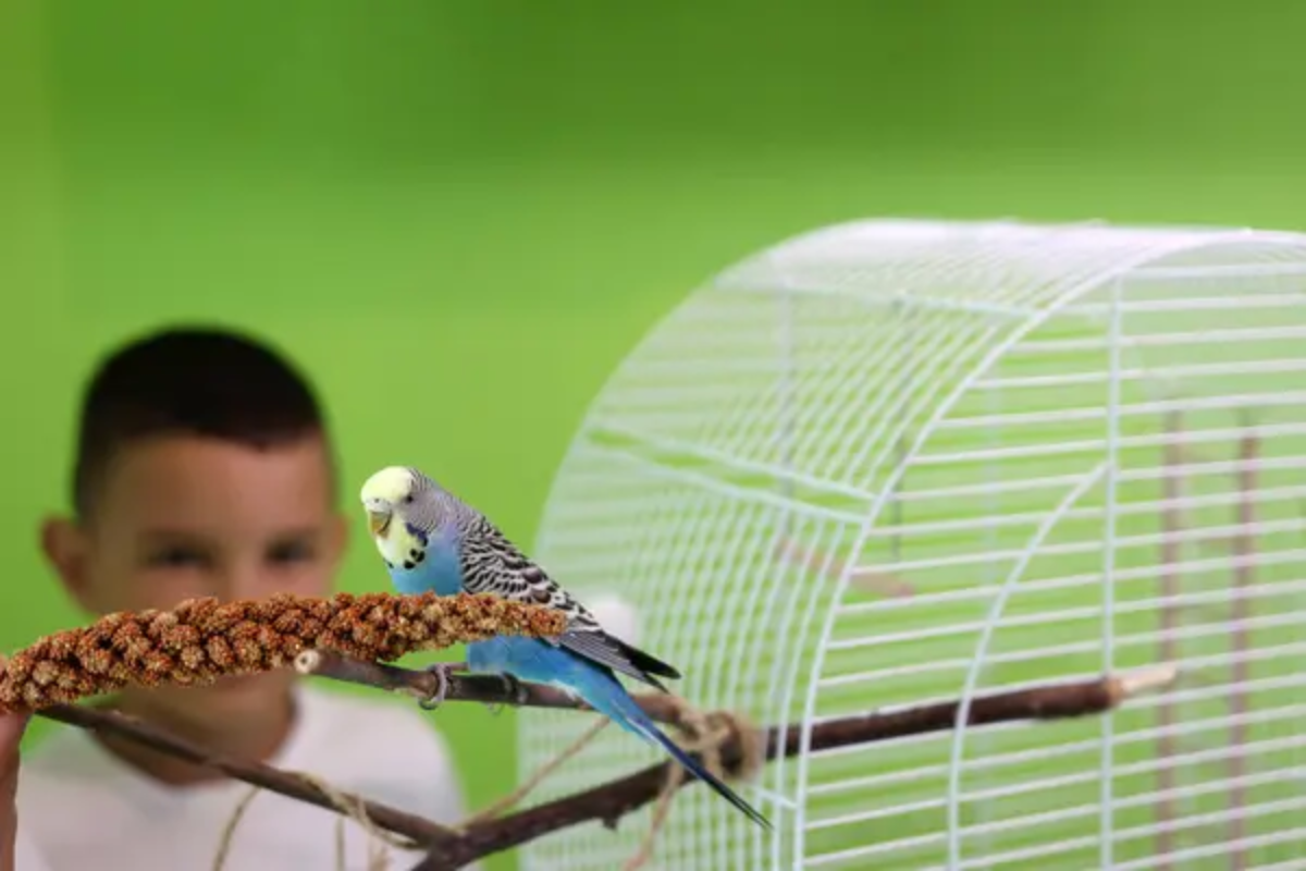 Honoring Puffin Day: Travel Ideas for Bird Lovers and Curious Explorers