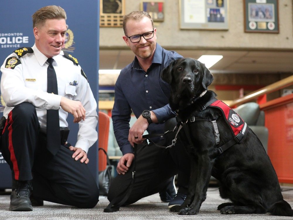 Blaise, Alberta's first operational stress intervention dog, joins ...