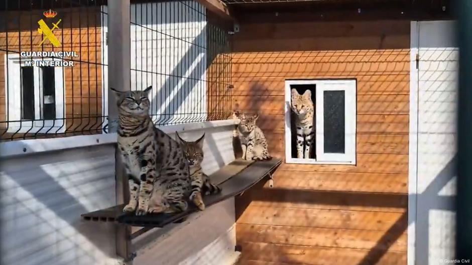 Spanish police pounce on exotic cat smuggling ring