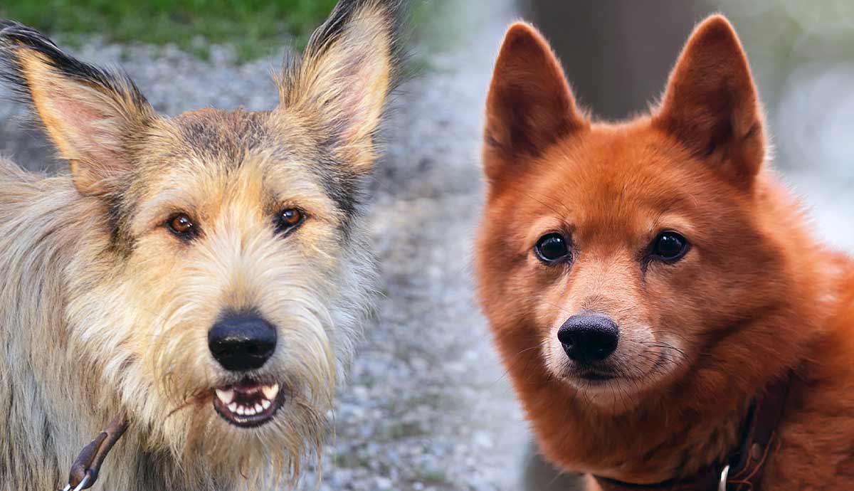 Beyond the Usual: 5 Rarest Dog Breeds