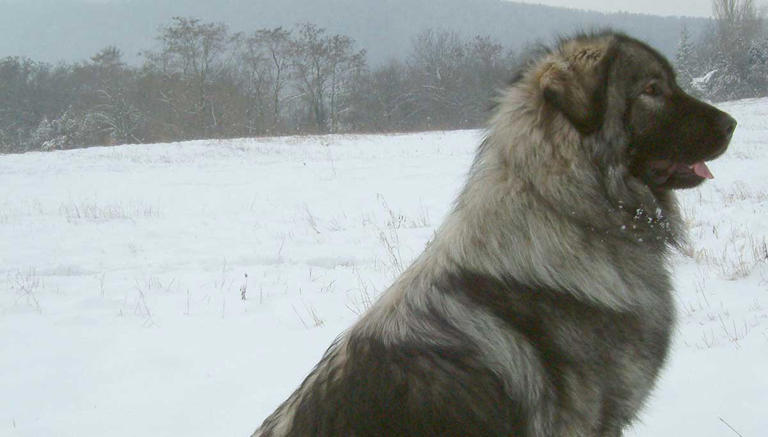 Beyond the Usual: 5 Rarest Dog Breeds