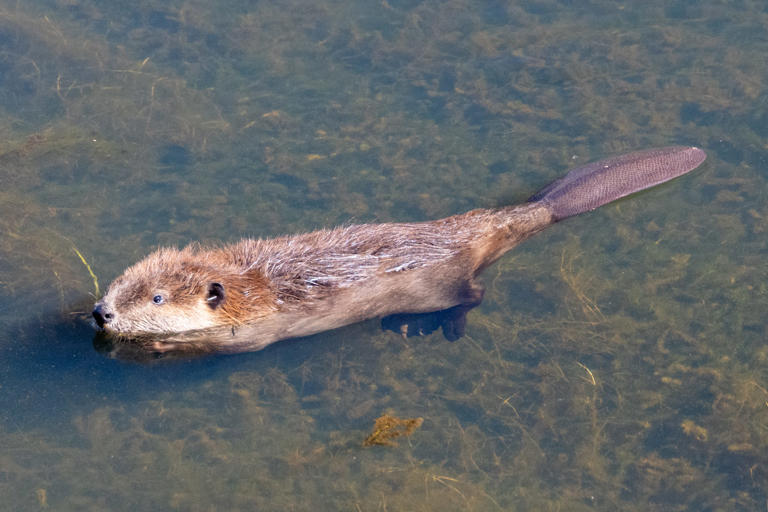 Beavers reintroduced to Sierra Nevada are thriving, benefitting local ...