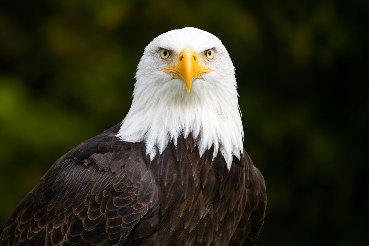 100 United States Trivia Questions to Test Your Patriotic Pals