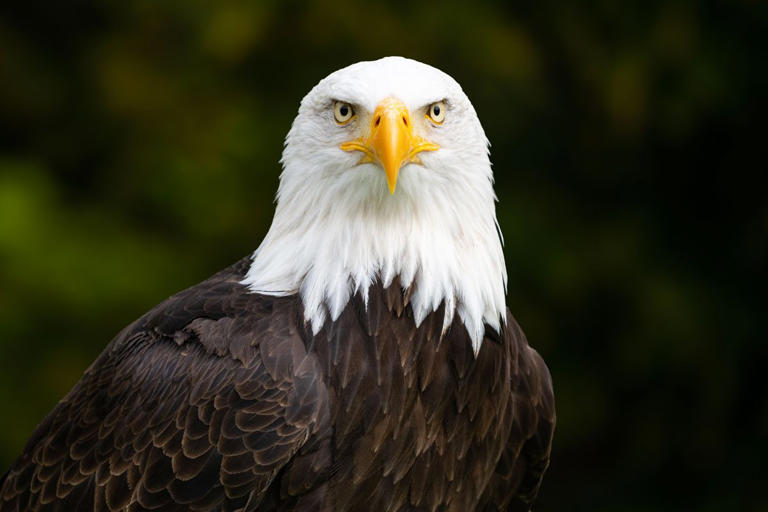 100 United States Trivia Questions to Test Your Patriotic Pals