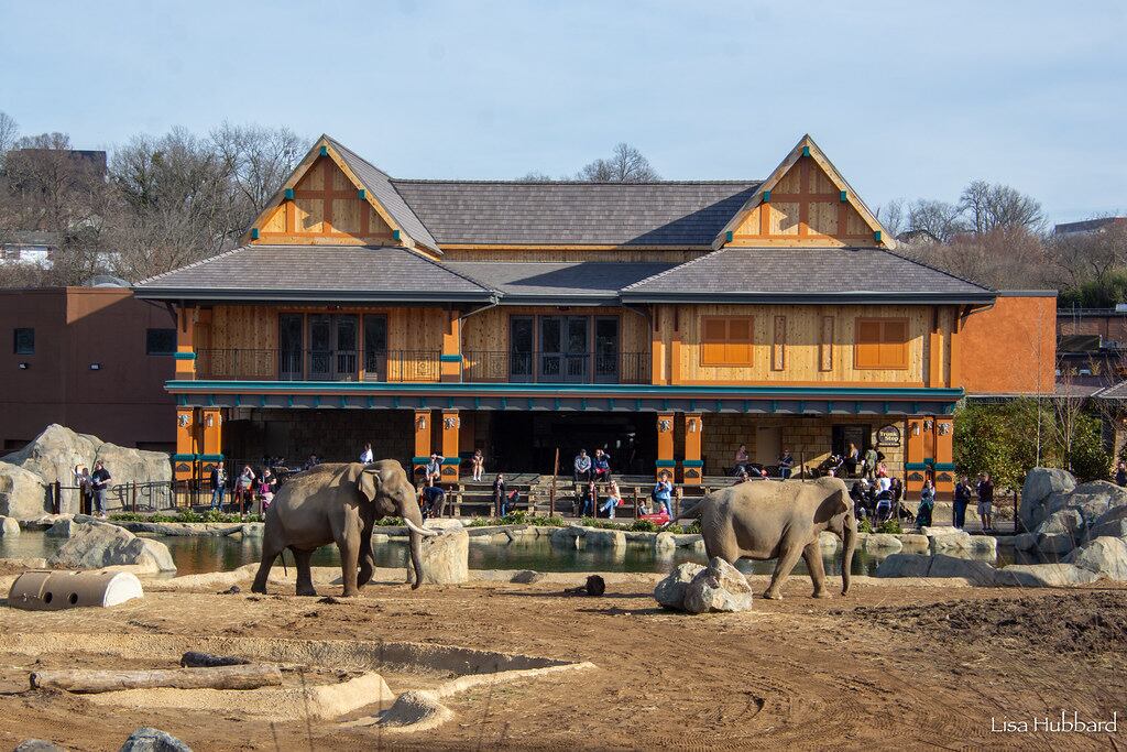Cincinnati Zoo opens final phase of Elephant Trek