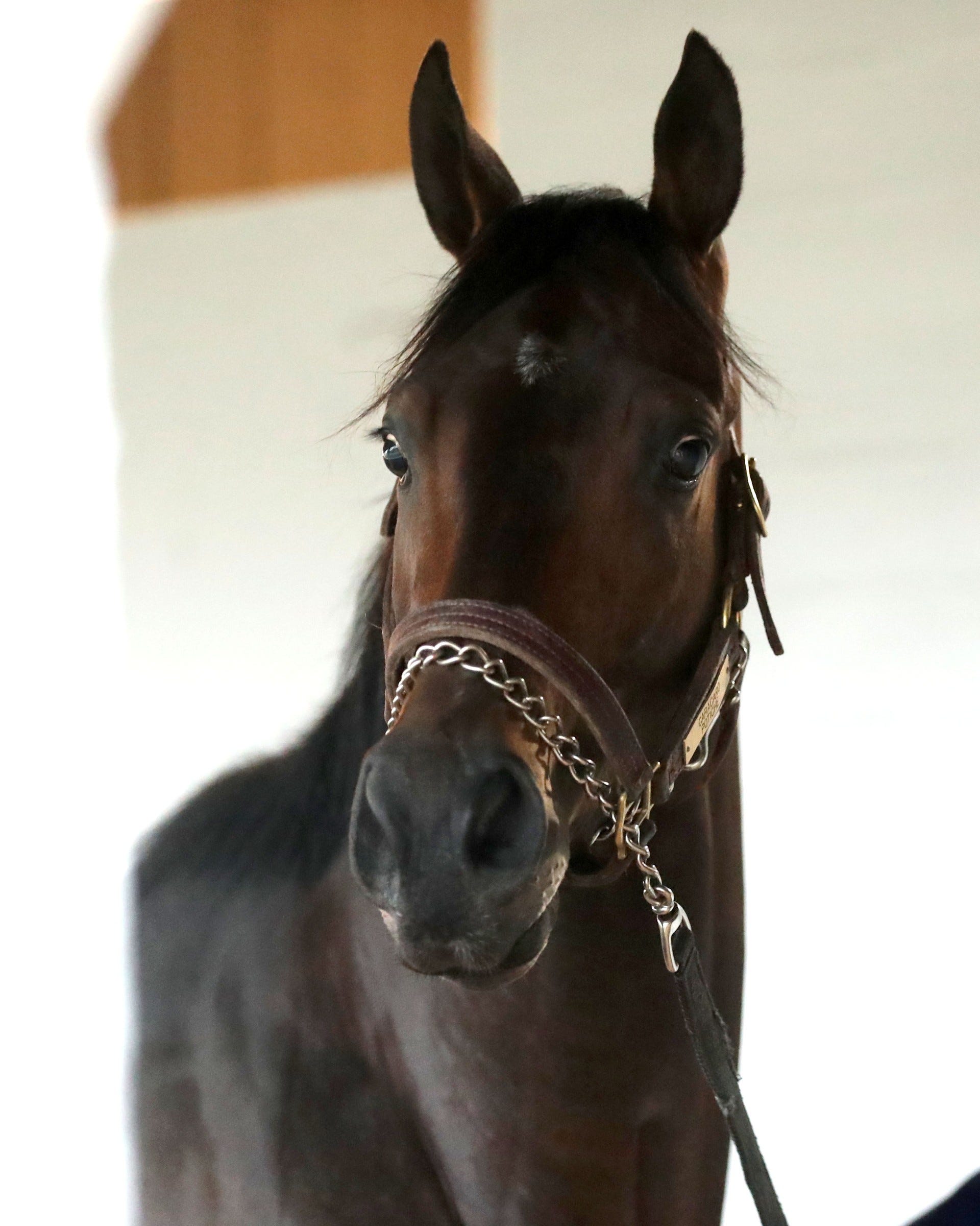 Coal Battle trainer, jockey, owner and more to know about 2025 Kentucky ...