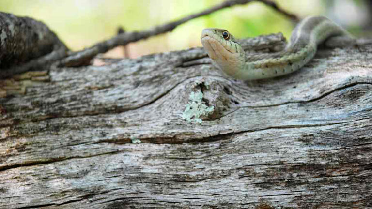 Snake Holes in Your Backyard? Here's What To Do About It
