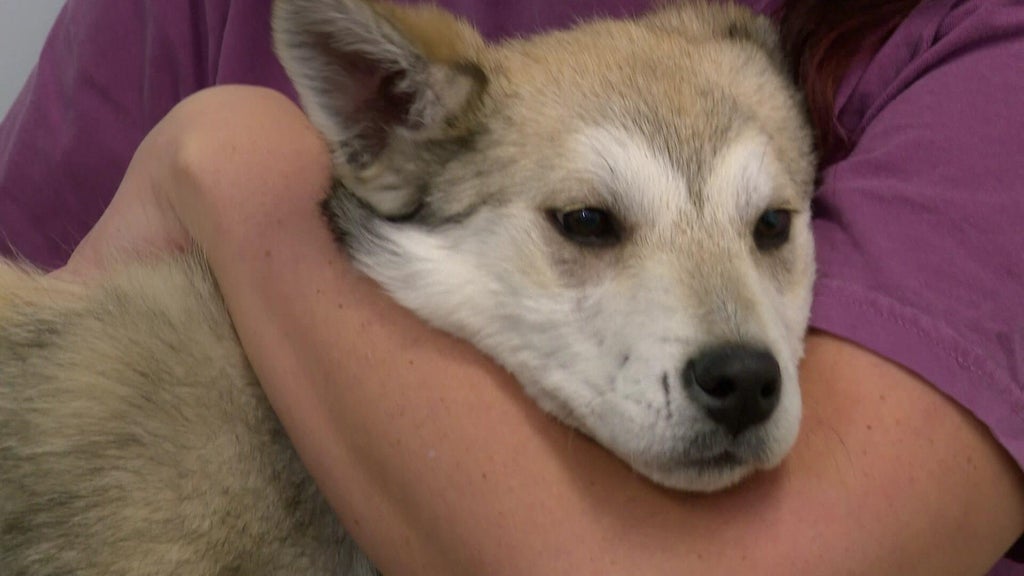 Minnesota animal rescue struggling to provide as vet bills stack up