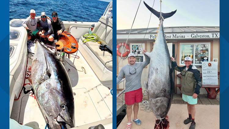 'What a giant Bluefin!' Port Arthur man hauls in record breaking 884 ...