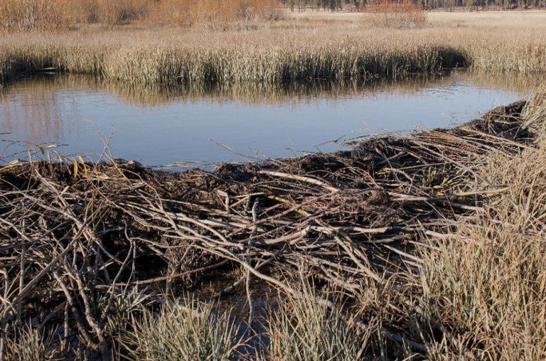Beavers reintroduced to Sierra Nevada are thriving, benefitting local ...
