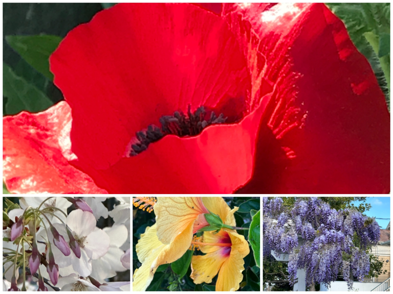 Glorious Flowers Brighten Alameda Neighborhoods: Photos