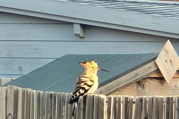 Rare crested bird from Eurasia spotted in Dorset back garden