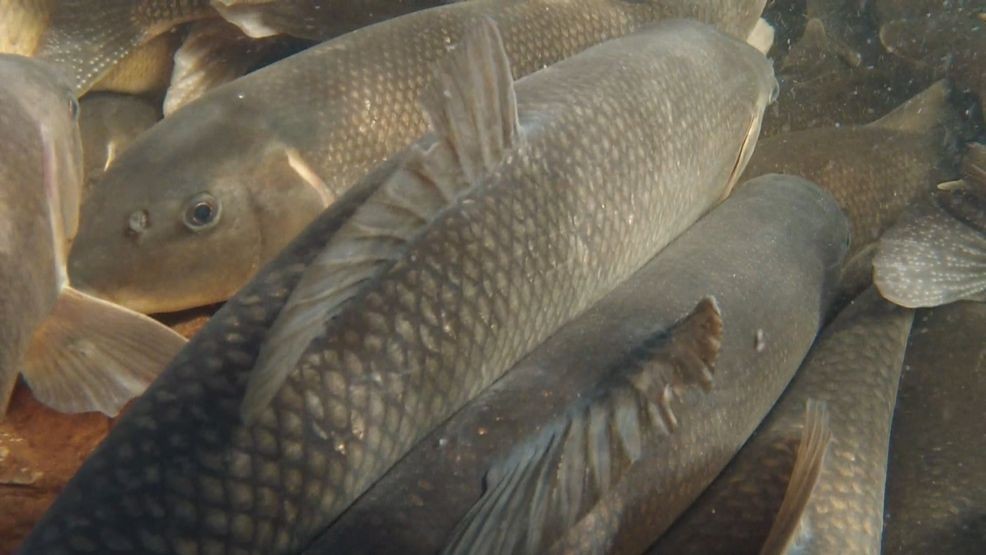 Sucker spawning run underway at Crossroads at Big Creek in Sturgeon Bay