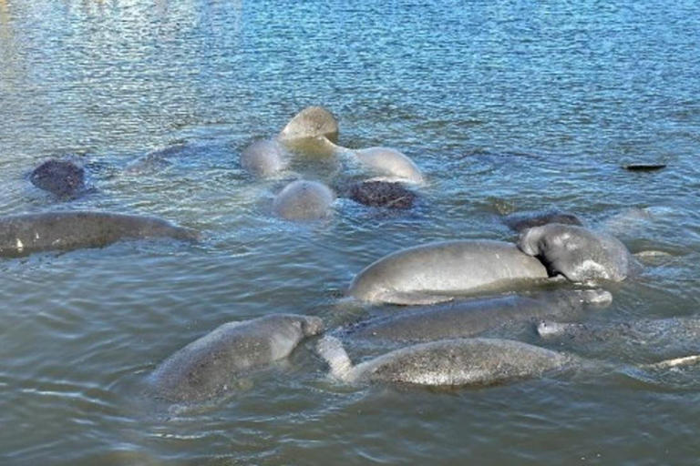 Judge rules Florida violated federal law in protecting manatees from ...
