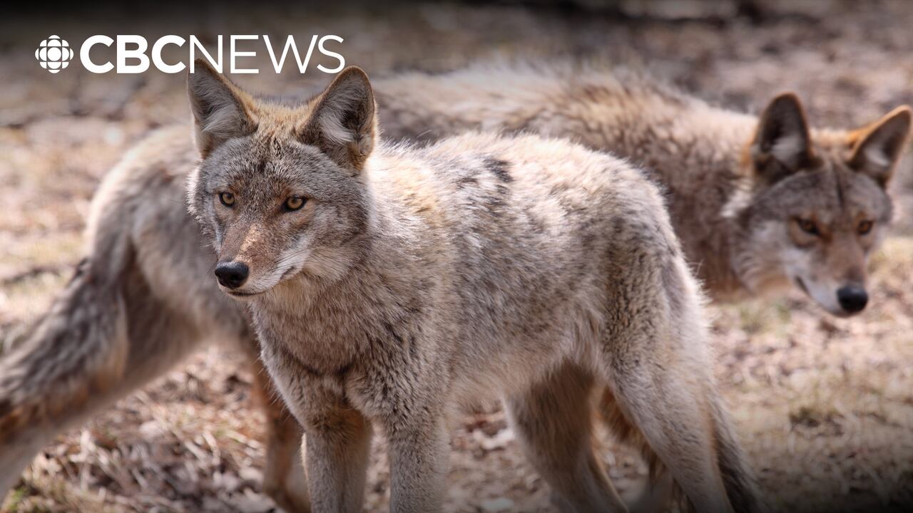 How Edmonton park rangers are dealing with aggressive coyotes