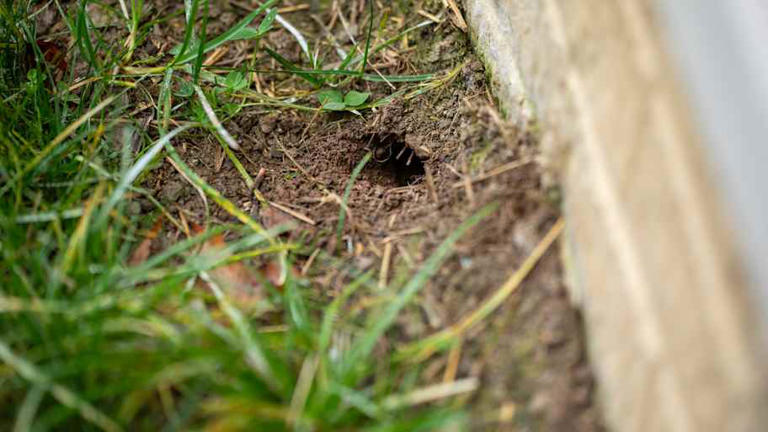 Snake Holes in Your Backyard? Here's What To Do About It