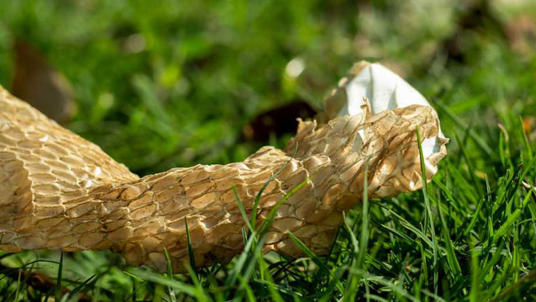 Snake Holes in Your Backyard? Here's What To Do About It