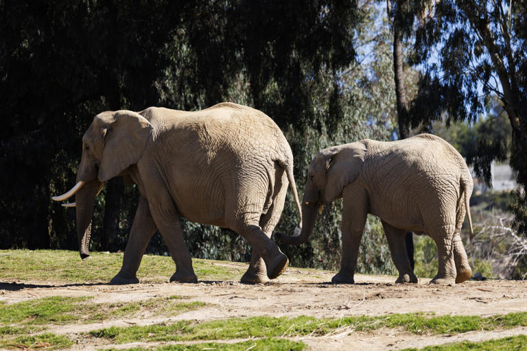 Watch as San Diego Zoo Elephants Form 'Alert Circle' During Earthquake