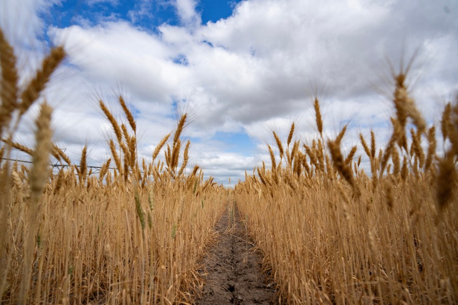 Texas Wheat invests $400,000 in over a dozen research projects
