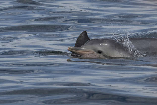 Exploring the fascinating world of dolphins Exploring the fascinating world of dolphins