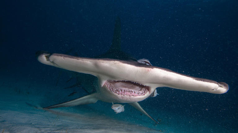 Sharkcano: The Active Underwater Volcano Home To Mutant Sharks