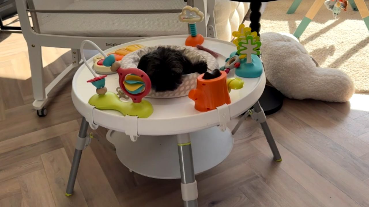 POV: You are finally back after leaving your curious pet dog home alone