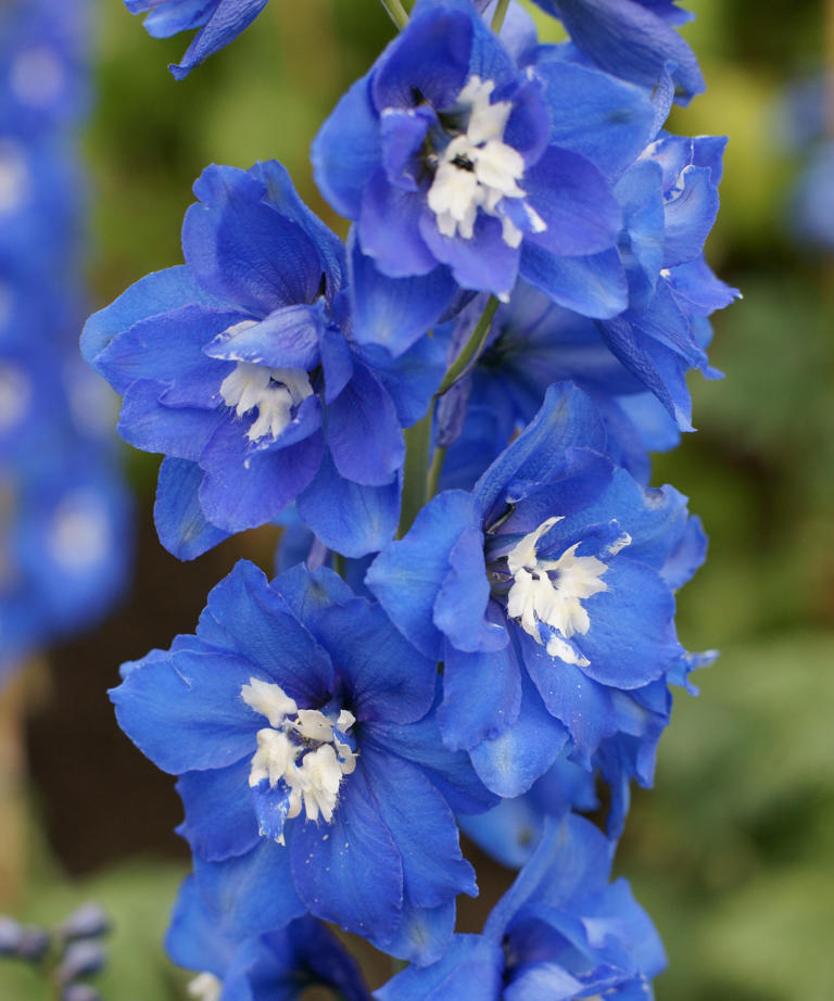 Best types of delphiniums – 14 stunning varieties for vibrant flower ...