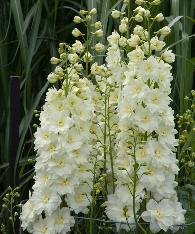 Best types of delphiniums – 14 stunning varieties for vibrant flower ...