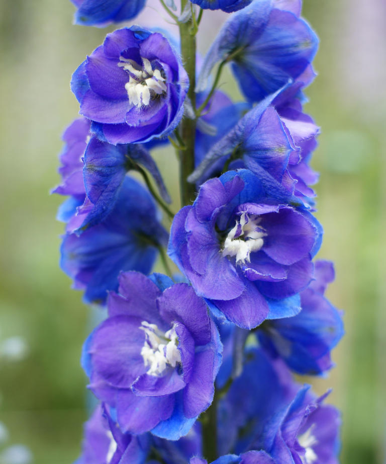 Best types of delphiniums – 14 stunning varieties for vibrant flower ...