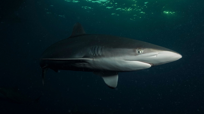 Sharkcano: The Active Underwater Volcano Home To Mutant Sharks