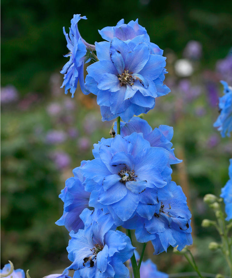Best types of delphiniums – 14 stunning varieties for vibrant flower ...