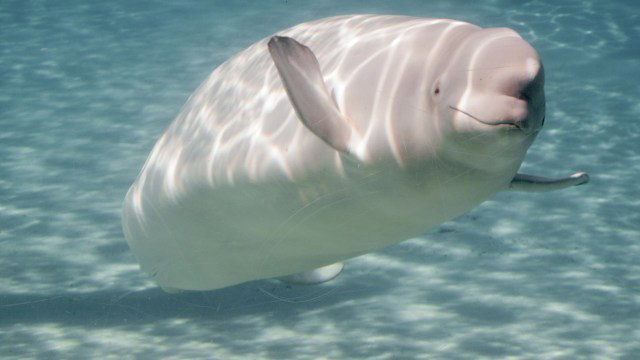 Scientists make incredible breakthrough after studying whale urine: 'We ... Scientists make incredible breakthrough after studying whale urine: 'We ...