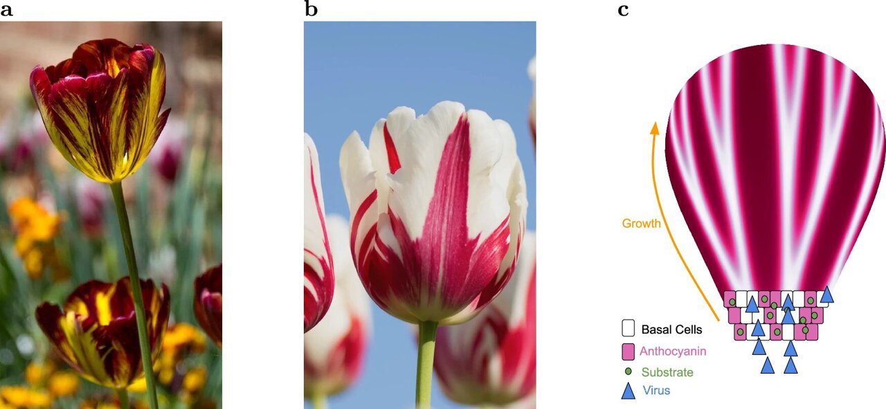 Mathematicians solve centuries-old mystery of how 'broken' tulips get ...