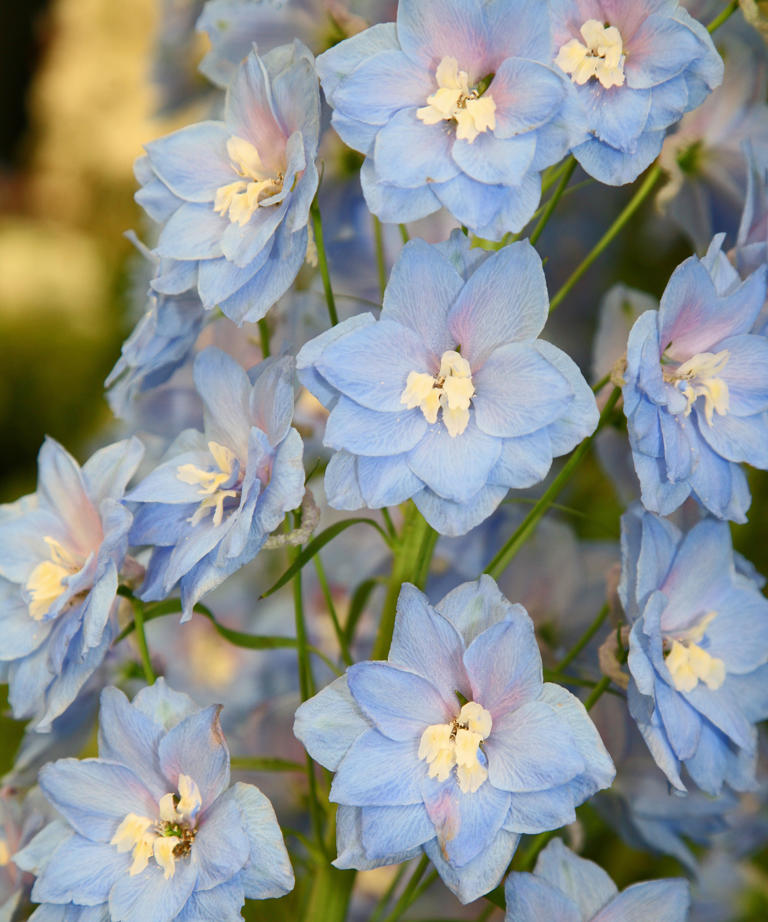 Best types of delphiniums – 14 stunning varieties for vibrant flower ...