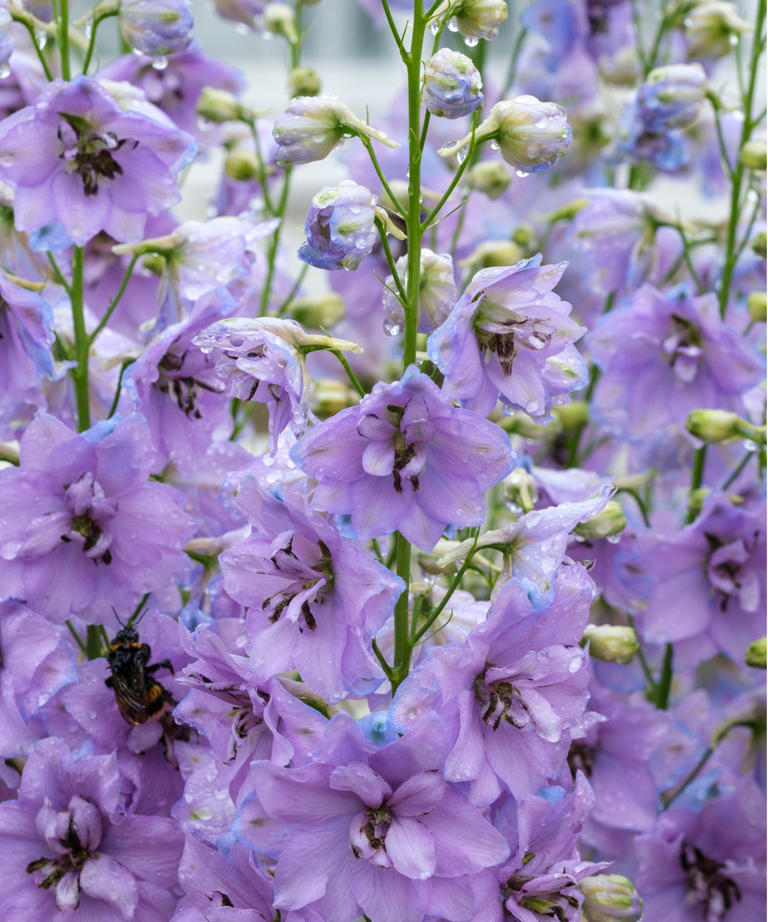 Best types of delphiniums – 14 stunning varieties for vibrant flower ...