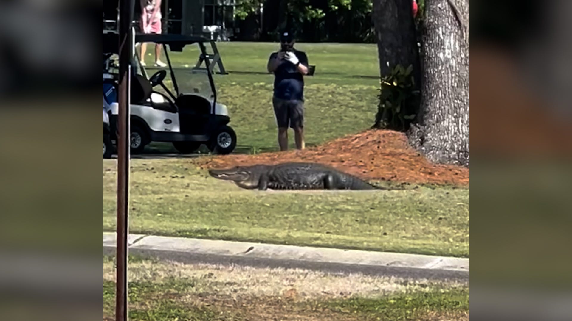Massive gator takes a stroll on a golf course