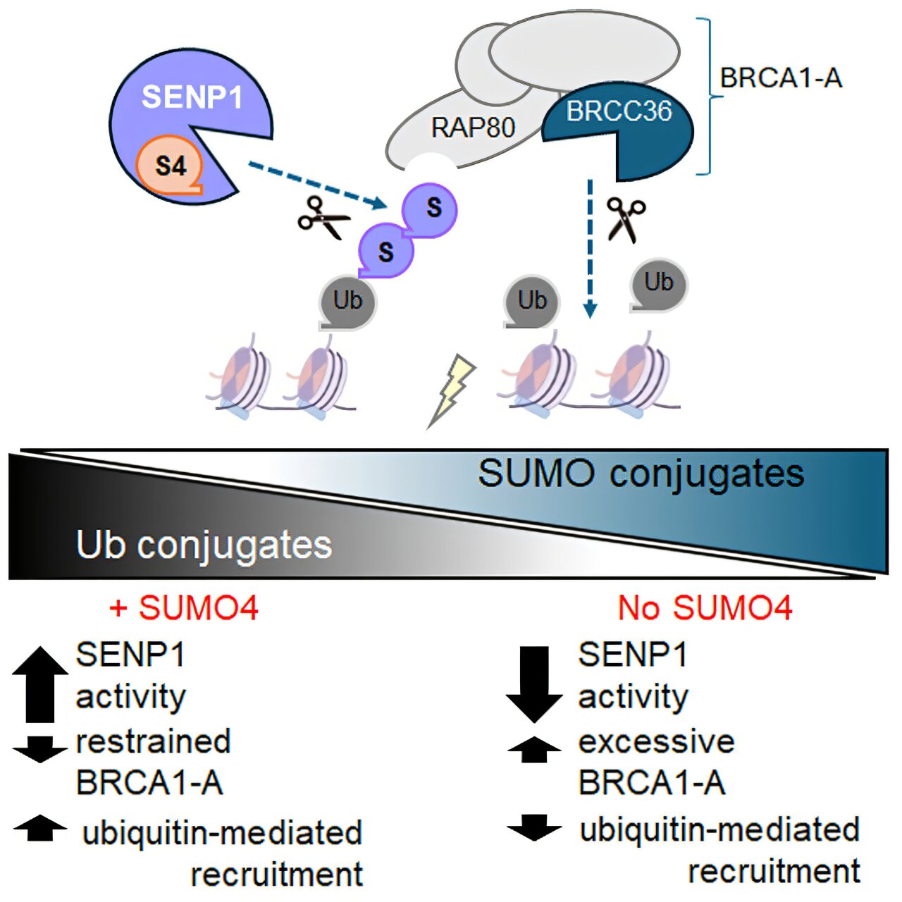 Understanding DNA repair: How a 'twisting switch' and SUMO4 protein ...