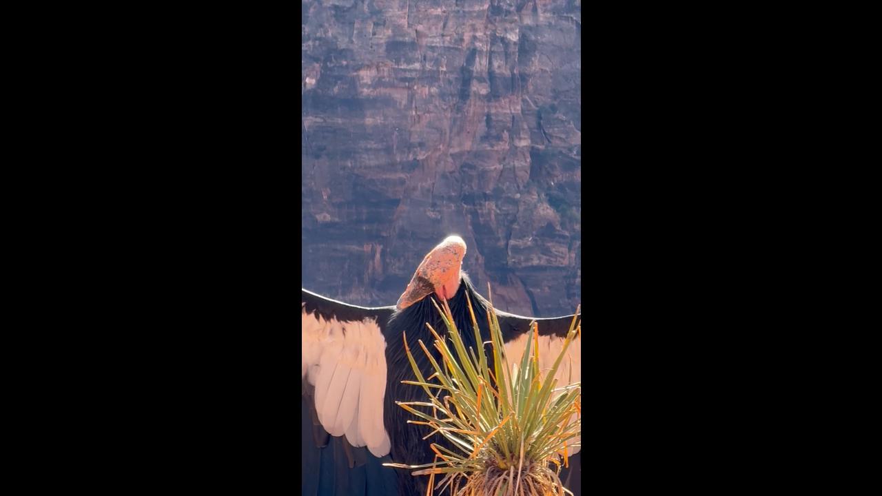 Zion California Condor Wingspan