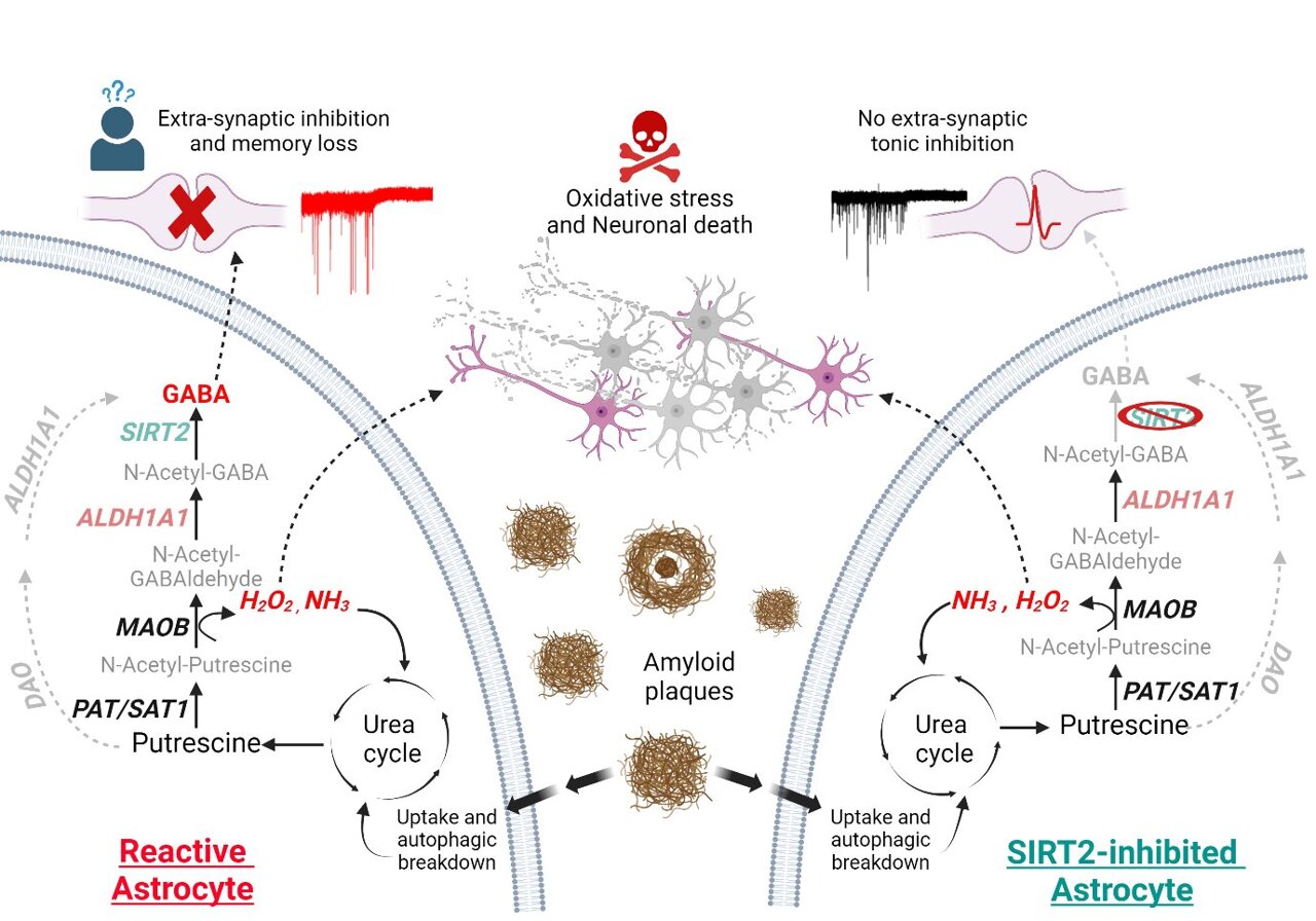 Scientists identify key enzyme in Alzheimer's disease that links brain ...