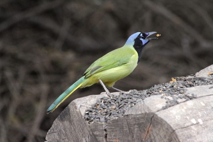 14 gorgeous green birds that you might see