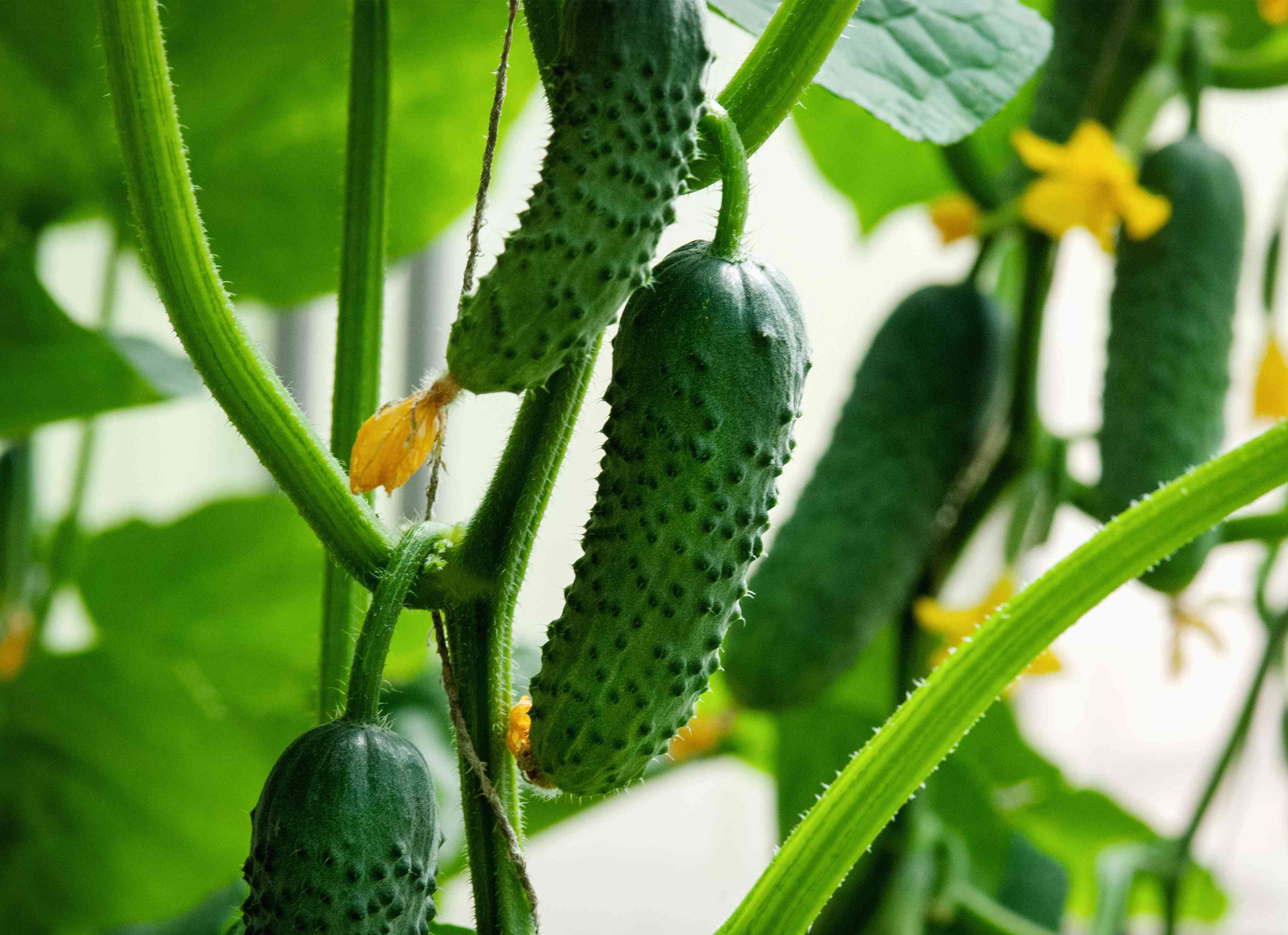 How to grow cucumbers in pots and containers, according to horticulturists