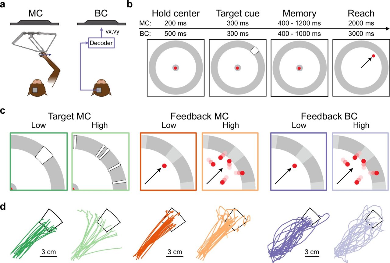 How the brain controls movement under different types of visual uncertainty