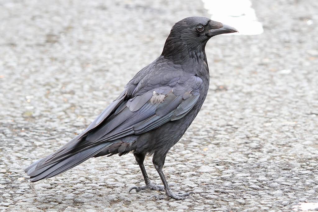 Crows seem to understand geometry — and we thought only humans could
