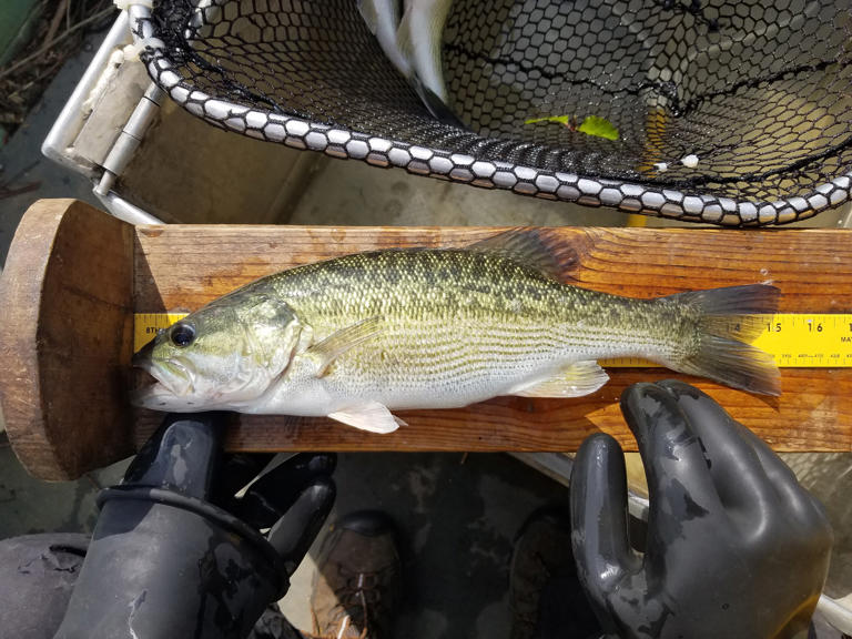 NCWC asking anglers to stop spreading Alabama bass to new waters