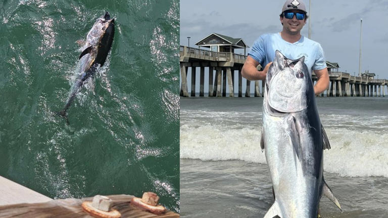 Massive bluefin tuna catches halted at North Carolina pier after ...